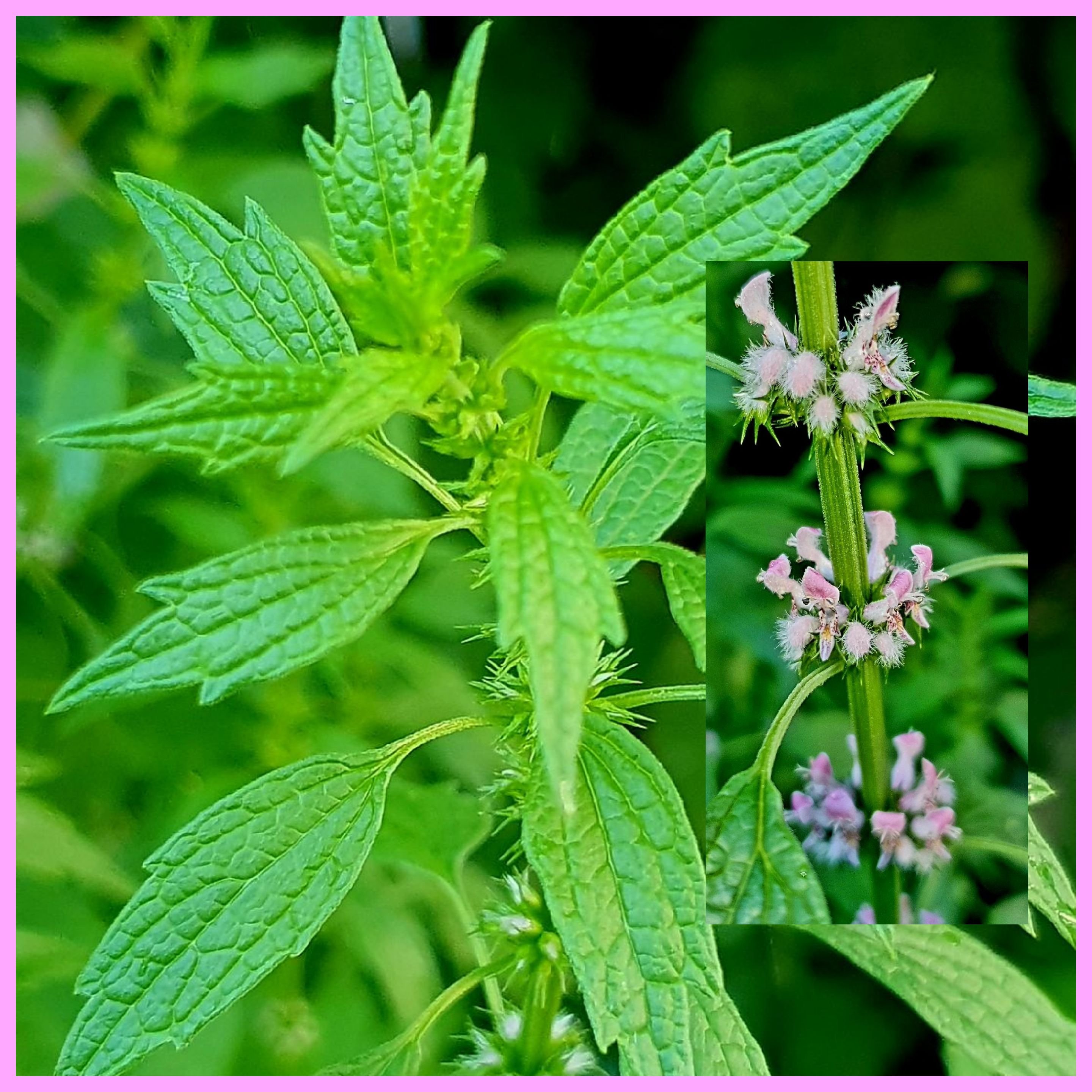 Herzgespann (Leonurus cardiaca) – WEGE ZUR SELBSTBEMÄCHTIGUNG